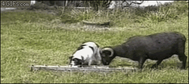 Greedy karma animals GIF on GIFER - by Maril
