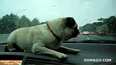 Windshield wipers funny GIF on GIFER - by Buzarim