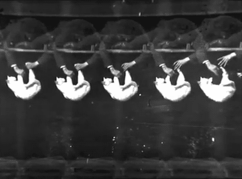 Cat falling cat physics GIF on GIFER - by Andromatius