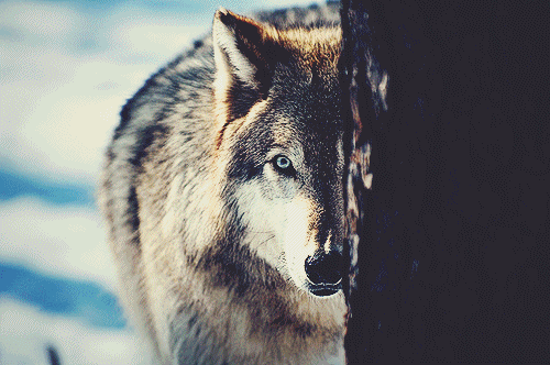 Wolf black and white GIF on GIFER - by Kirilas