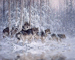 Wolves Mating Gif