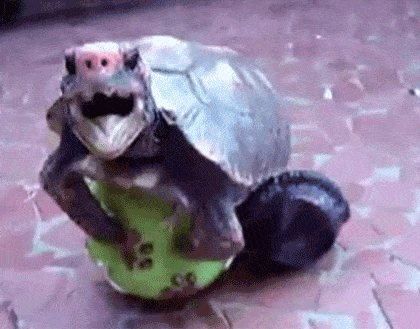 Gif De Tortuga Feliz Turtle Dancing Gif Video | TikTok