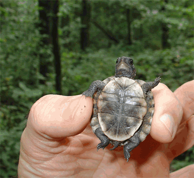 Turtle GIF on GIFER - by Gocage