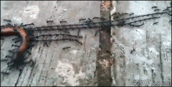 GIF nature scary damn - animated GIF on GIFER - by Gavinrann