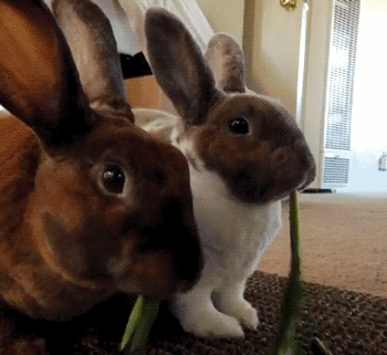 Rabbits GIF on GIFER - by Zulubei