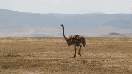 GIF desert desierto ostrich - animated GIF on GIFER - by Nila