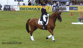 Horse riding horse dressage GIF on GIFER - by Goltilkis