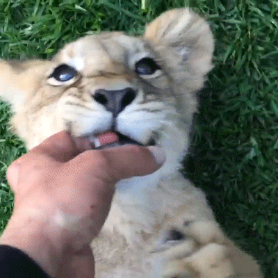 Jake Gyllenhaal Nightcrawler GIF