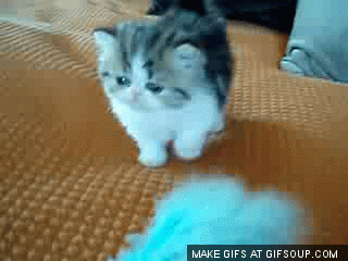 Baby kitten GIF on GIFER - by Nuameena