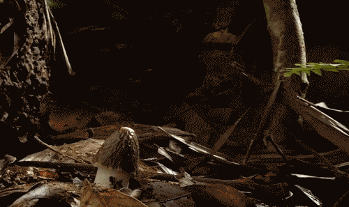 Mushrooms GIF on GIFER - by Grilv