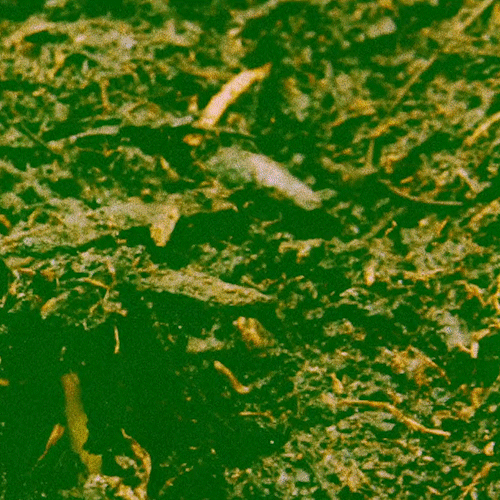 GIF plants blooming music video - animated GIF on GIFER - by Iannn