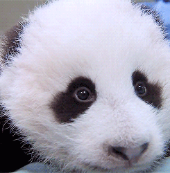 Gif De Diapositivas De Panda Bebé