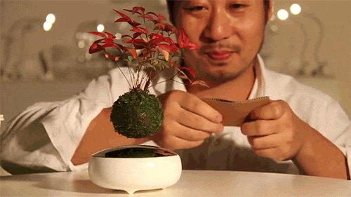 Bonsai plants GIF on GIFER - by Shakakazahn