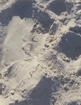 Cute dog lol GIF on GIFER - by Munilune