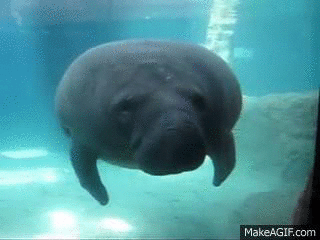 Daily bumps GIF on GIFER - by Akinotaxe