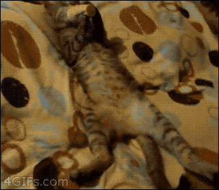 Cat ice cream GIF on GIFER - by Arashilabar