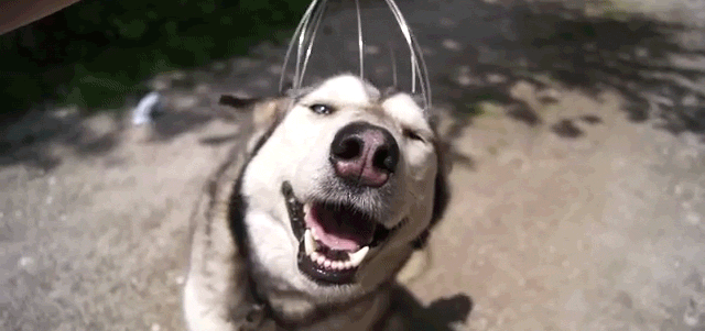 Dog head GIF on GIFER - by Lawyn