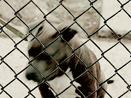 Tom hardy the drop tomhardyedit GIF on GIFER - by Dougal