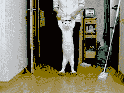 Kitty hey mr GIF on GIFER - by Saige