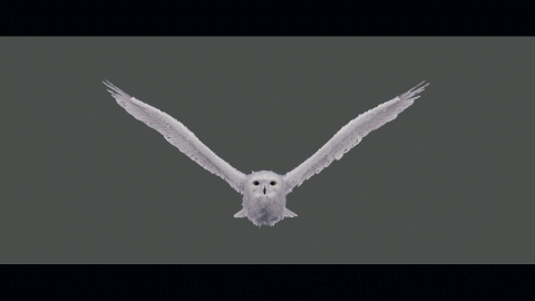 Hedwig GIF on GIFER - by Adoralmeena