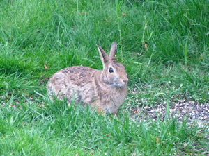 Rabbits GIF on GIFER - by Pelanim