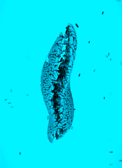 GIF bacteria biology art - animated GIF on GIFER - by Kewyn