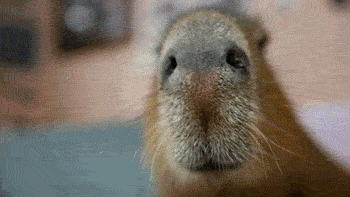 GIF sniff - animated GIF on GIFER - by Gholbidred