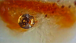 GIF blood maggots horror - animated GIF on GIFER - by Mo