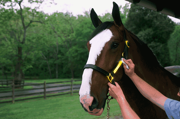 Kieran Culkin Igby Goes Down