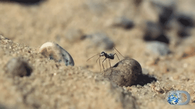 Silver ant television series tv GIF sur GIFER - par Analar