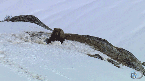 Animals snow discovery GIF on GIFER - by Kigazshura