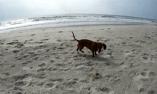 Puppy ocean animals GIF on GIFER - by Kirilbine