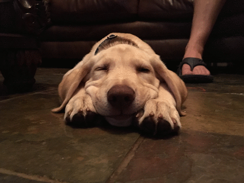 Labrador wink GIF on GIFER - by Agama