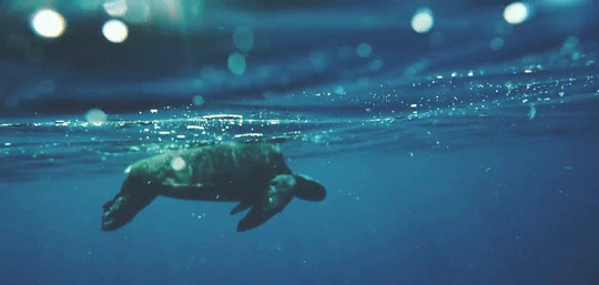 GIF blue ocean animals animal - animated GIF on GIFER - by Thorgath