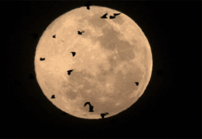 Night moon GIF on GIFER - by Brahn