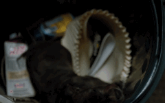 Loop pizza endless GIF on GIFER - by Bandithis