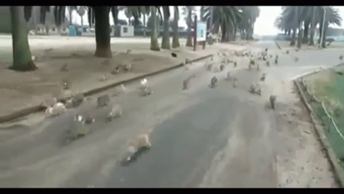 Wow rabbits stampede GIF on GIFER - by Conjular