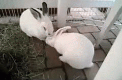 Rabbits bunny bunnies GIF on GIFER - by Ba