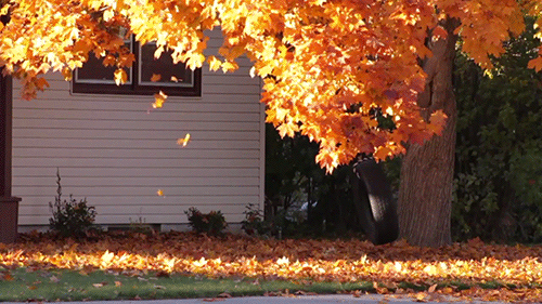 Fall GIF on GIFER - by Doron