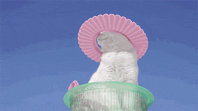 Bright cat hat GIF on GIFER - by Gor