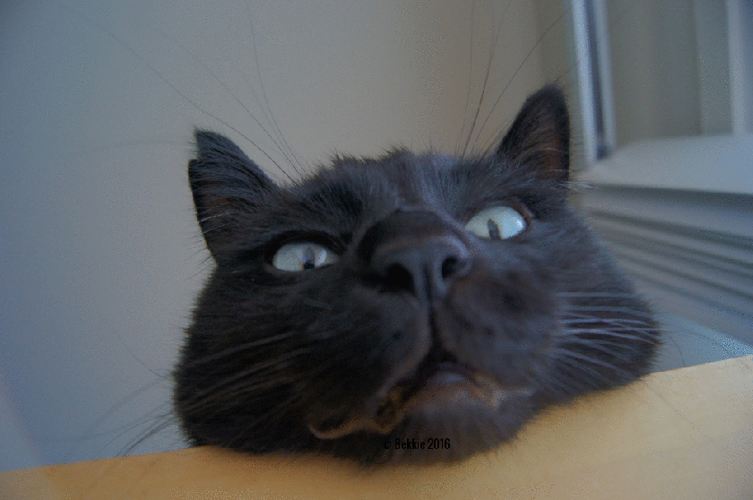 Big boo GIF on GIFER - by Brasar