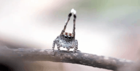 Applause animals science GIF on GIFER - by Hugiron