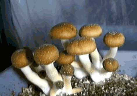Mushrooms GIF - Find on GIFER