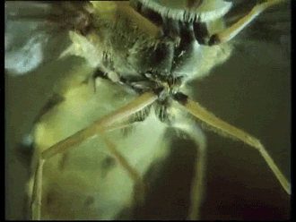 Halteres animals science GIF - Find on GIFER