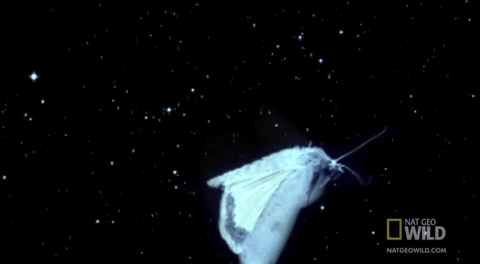 Flutter animals nat geo wild GIF - Find on GIFER