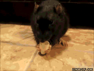 Rats little GIF - Find on GIFER