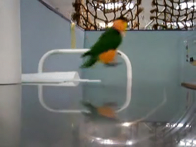 Hopping GIF - Find on GIFER