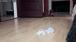 GIF games dogs puppies - animated GIF on GIFER