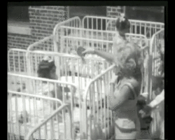 1952 GIF - Find on GIFER