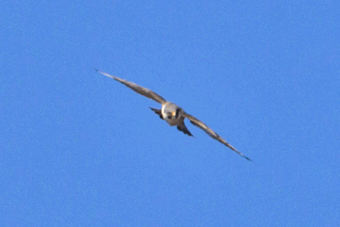 Falcon GIF - Find on GIFER